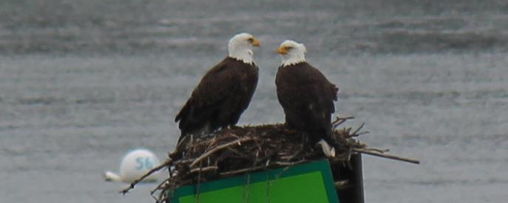 maine-eagles-platform-nest - Derecktor Robinhood Marine Center